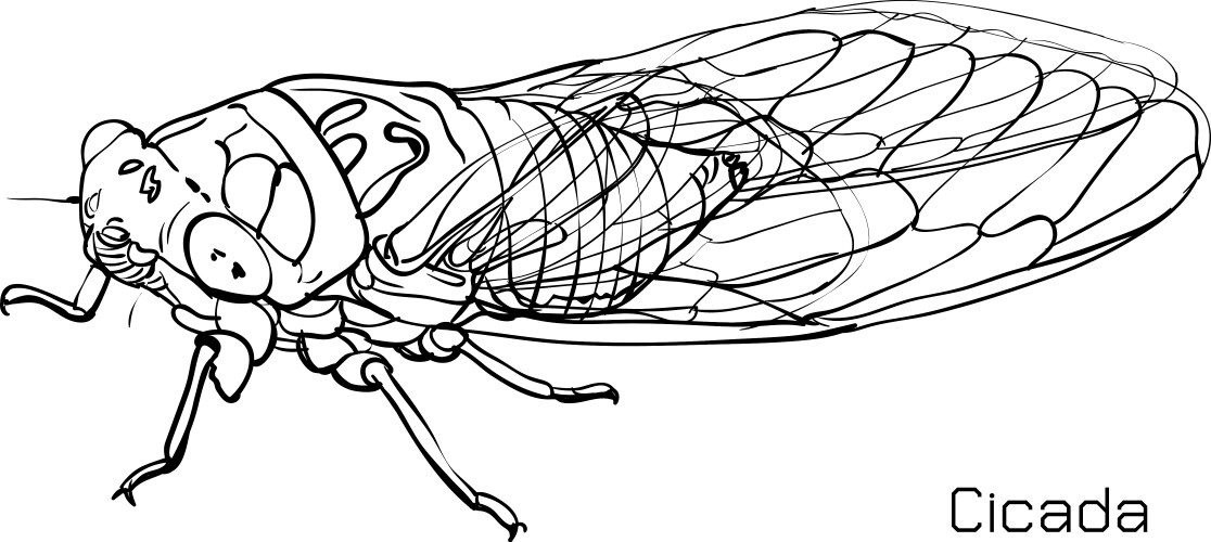 Drawing of cicada Royalty Free Vector Image - VectorStock