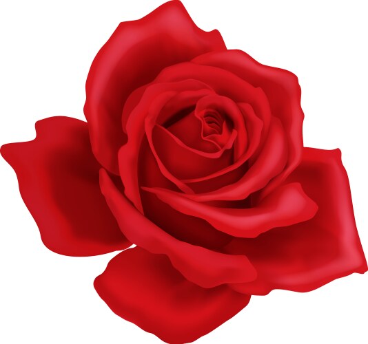 Red rose flower top view isolated on white Vector Image