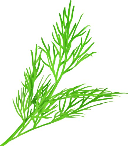 Dill plant set Royalty Free Vector Image - VectorStock