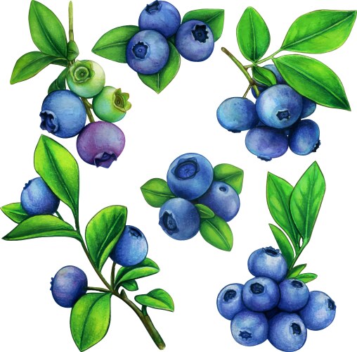 Blueberry Vector Images (over 30,000)