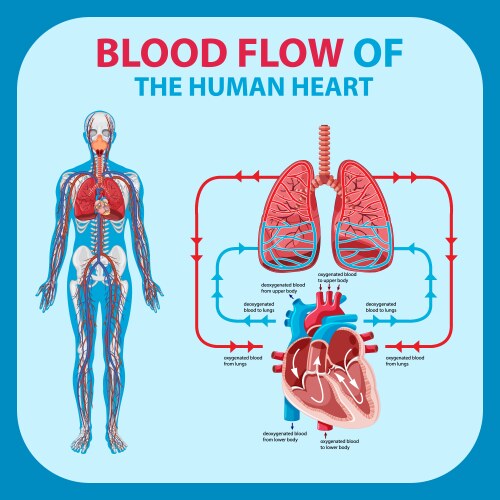 Human Heart Blood Flow Diagram – Royalty-Free Vector | VectorStock
