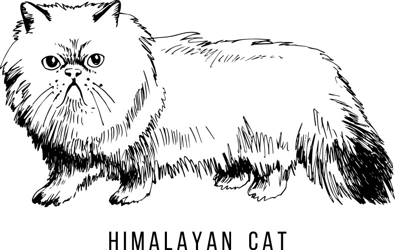 Cat drawing Royalty Free Vector Image - VectorStock