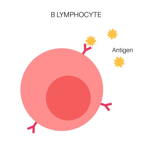 B Cell Lymphocyte - Immune Response Royalty Free Vector