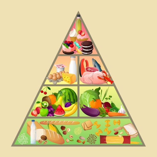 Healthy food pyramid infographic pictures Vector Image