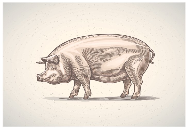 Hungry Pig Vector Images (over 110)