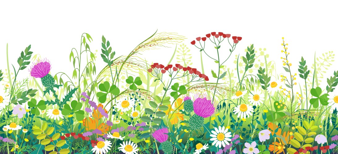 Summer floral wild meadow seamless border spring Vector Image