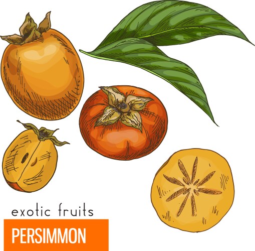 Whole persimmon front side color Royalty Free Vector Image