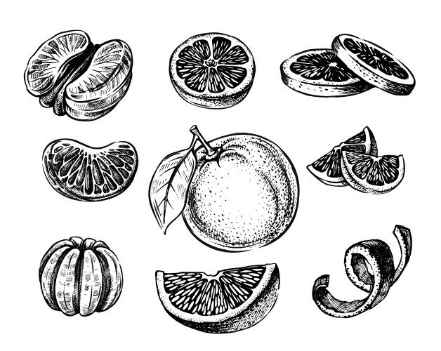 Oranges Outline Vector Images (over 64,000)