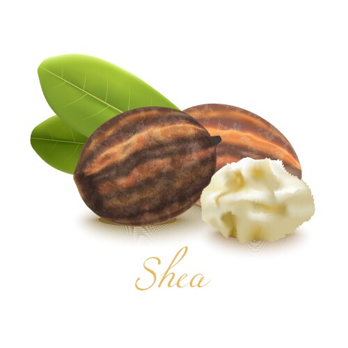 Shea Butter Vector Images (over 340)