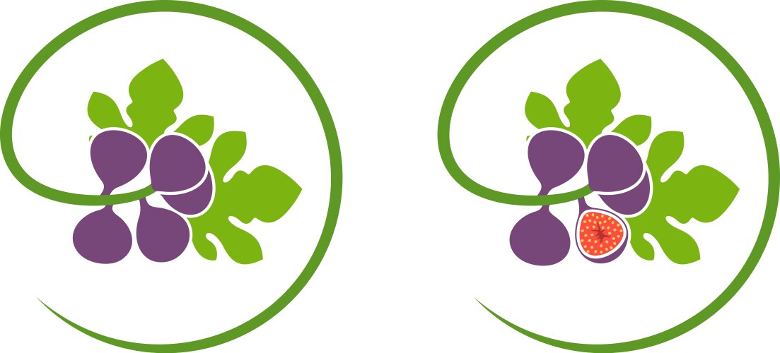 Fig Royalty Free Vector Image - VectorStock