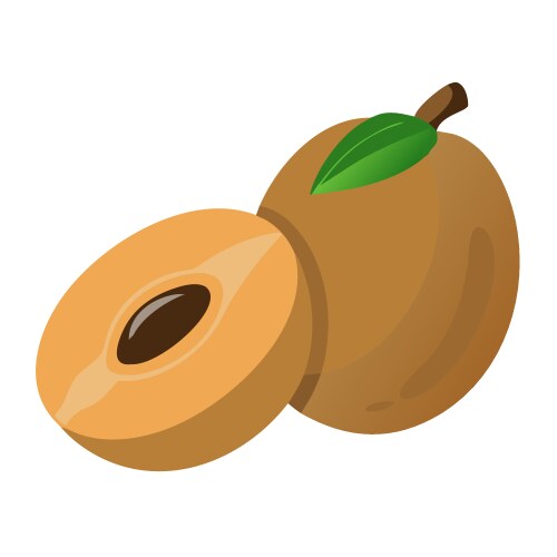 Sapodilla Vector Images (over 470)
