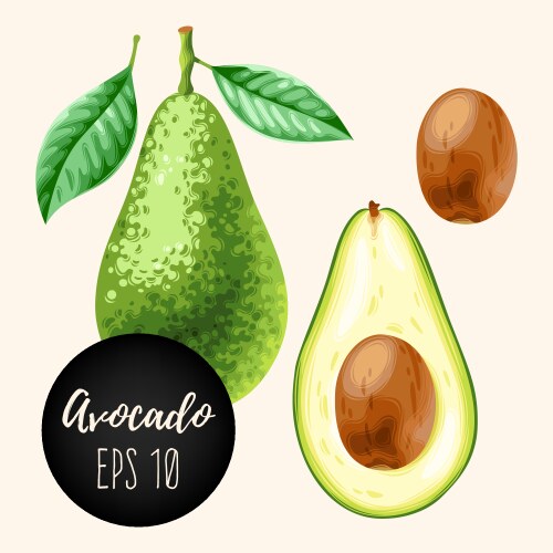 Avocado Royalty Free Vector Image - VectorStock
