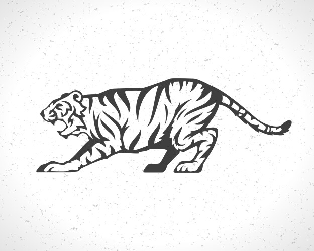 Tiger and water Royalty Free Vector Image - VectorStock