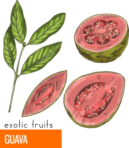 Guava Vector Images (over 4,700)