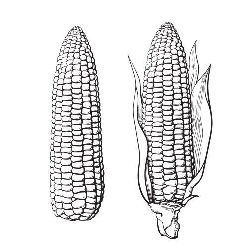 Corn drawing icon Royalty Free Vector Image - VectorStock