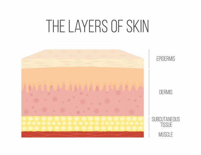 Human Skin Layers Vector Images (over 2,000)
