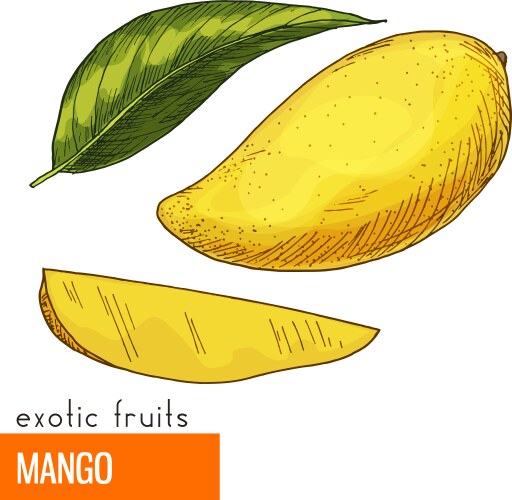 Mango Vector Images (over 19,000)