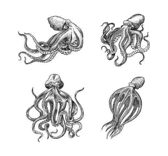 Octopus hand drawing vintage engraving on white Vector Image