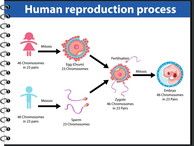 Reproduction process human infographic Royalty Free Vector