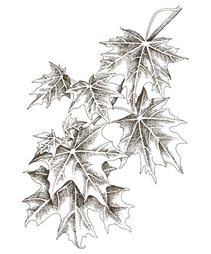 Line Drawing Maple Leaf Vector Images (over 2,700)