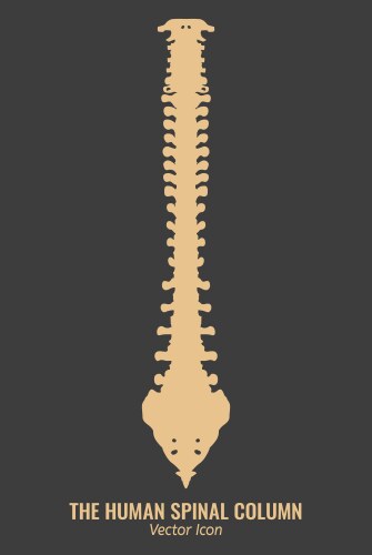 Vertebral Column Vector Images (over 890)