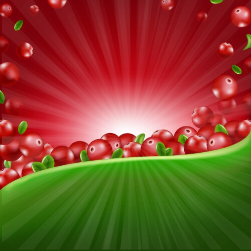 Berry borders with transparent background Vector Image