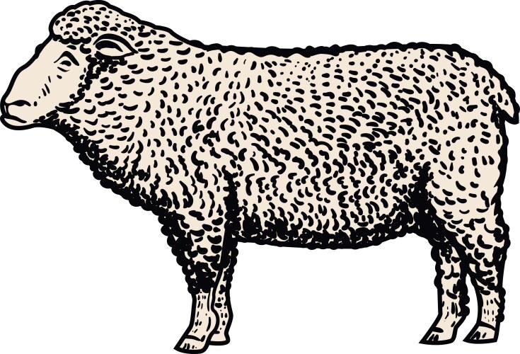 Engraving drawing of sheep Royalty Free Vector Image