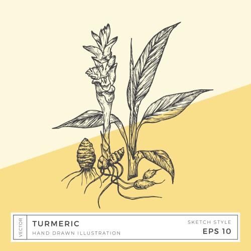 Turmeric Vector Images (over 3,100)