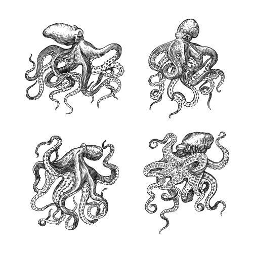 Octopus hand drawing vintage engraving on white Vector Image