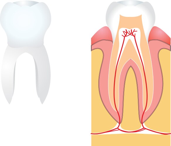 Tooth Vector Images (over 150,000)
