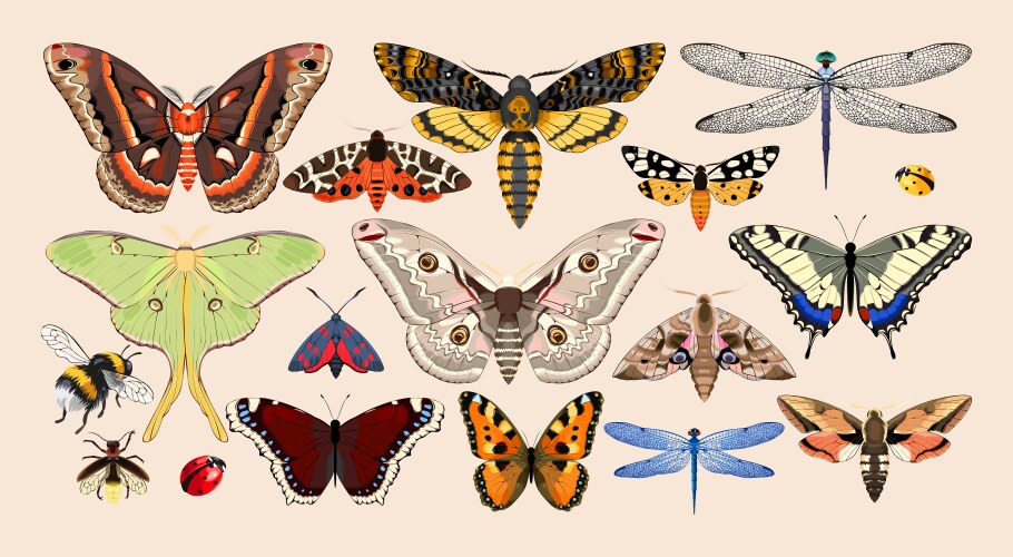 Set high detailed night moths Royalty Free Vector Image