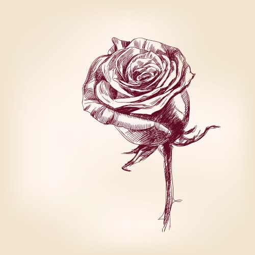 Bouquet roses greeting card hand drawn Royalty Free Vector