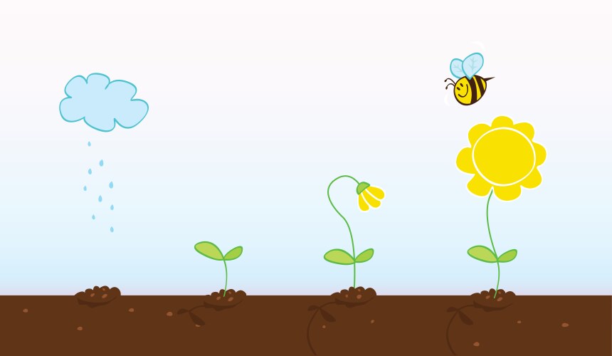 Diagram of plant growth stages Royalty Free Vector Image