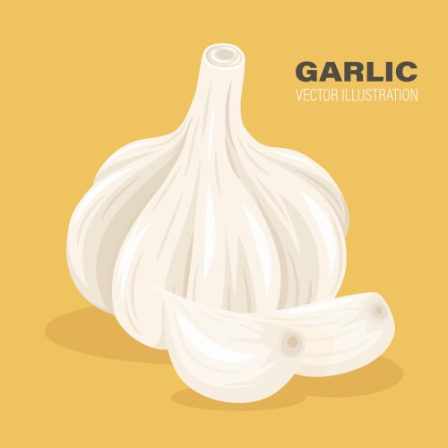 Garlic Vector Images (over 26,000)