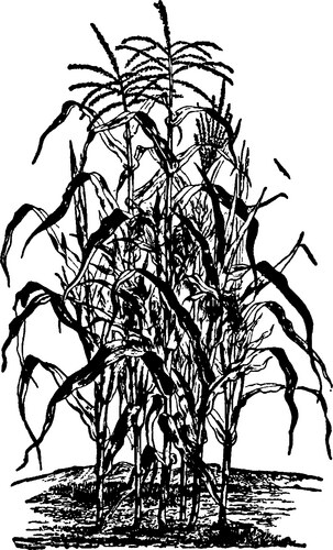 corn crops drawing