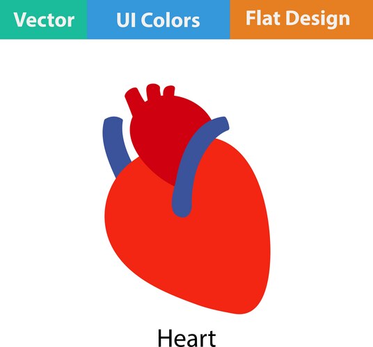 Information Poster Human Heart Diagram Royalty Free Vector