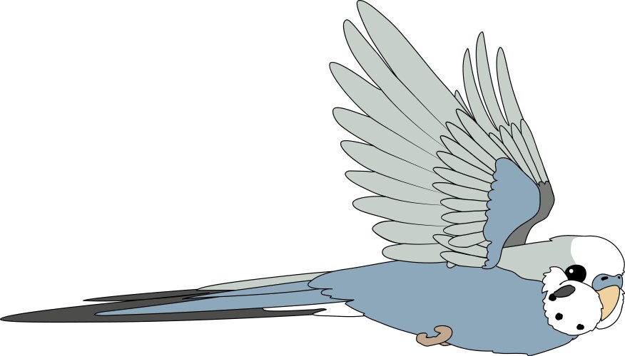 Cartoon blue budgie parakeet on white background Vector Image