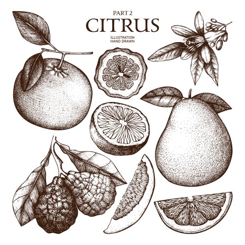 Citrus fruits sketch Royalty Free Vector Image