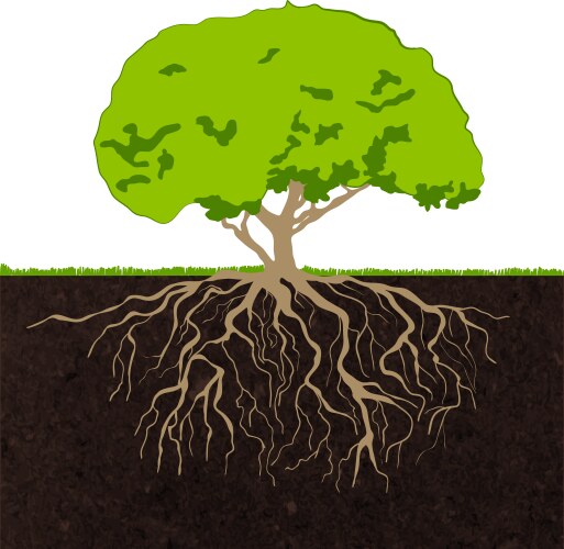 Drawing of Plant Roots Vector Images (over 13,000)