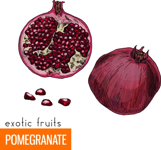 Pomegranate Vector Images (over 19,000)