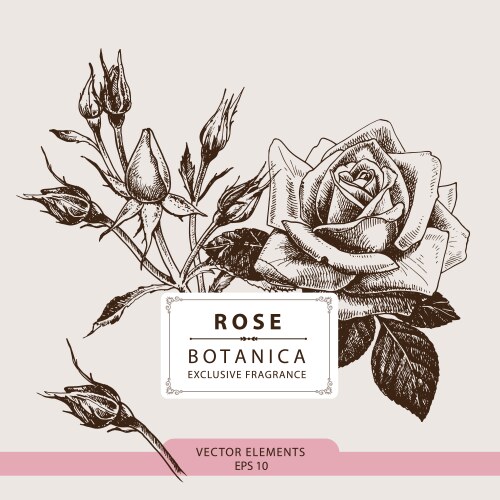 Fragrance Vector Images (over 42,000)