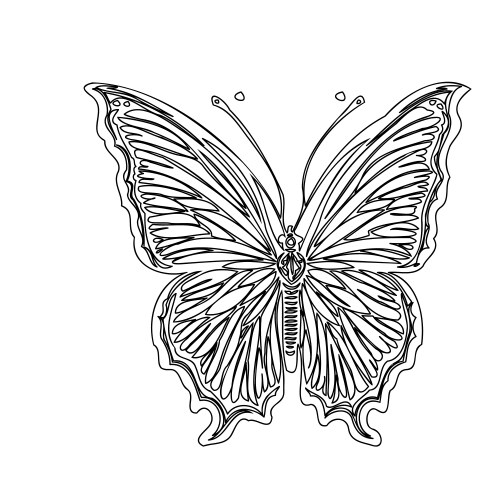 Butterfly animal outline sketch Royalty Free Vector Image
