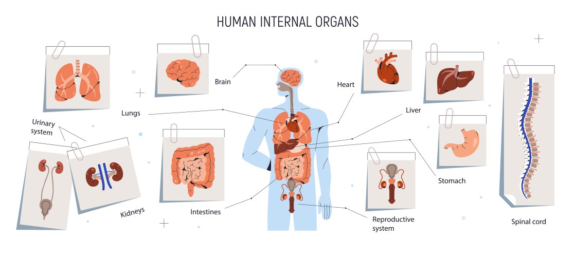 Internal Vector Images (over 500,000)