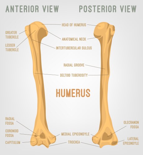 Structure humerus bone with name Royalty Free Vector Image
