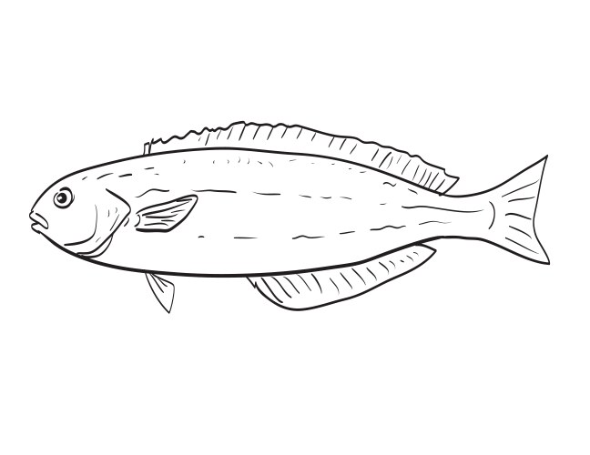 Fish outline drawing Royalty Free Vector Image