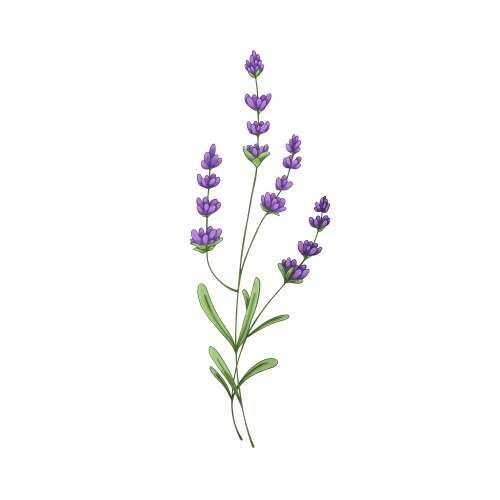 Lavanda Vector Images (over 230)
