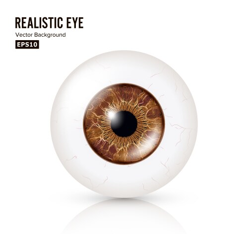 Realistic human eyeball Royalty Free Vector Image