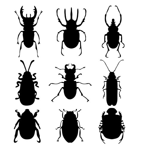 Beetles Royalty Free Vector Image - VectorStock