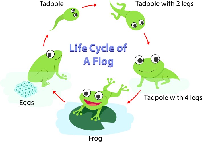 Butterfly life cycle in a cartoon style Royalty Free Vector