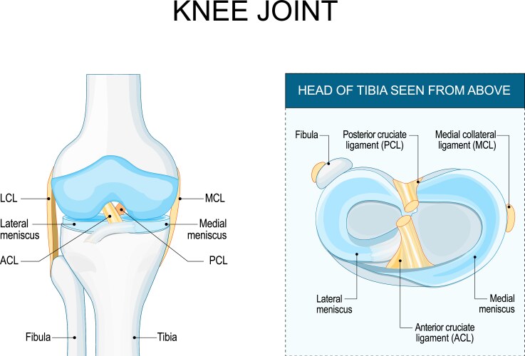 Joint Vector Images (over 50,000)